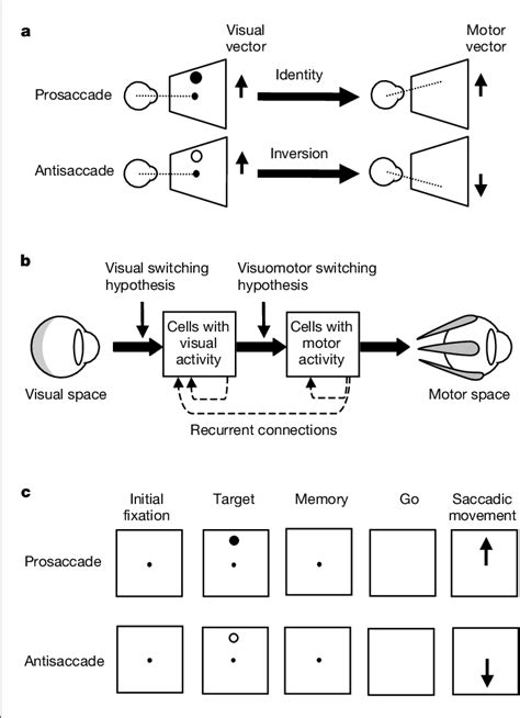 Figure 1 From Neuronal Switching Of Sensorimotor Transformations For