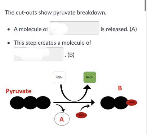 Lab 4 Pyruvate Breakdown Citric Acid Cycle Flashcards Quizlet