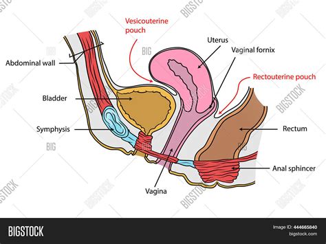 Sagittal Section Image Photo Free Trial Bigstock
