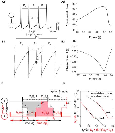 Phase Response Curve Prc Measured In Isolated Neurons And Used To Download Scientific Diagram
