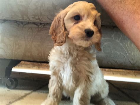 Meet Poppy Our 10 Week Old Cockapoo Pup Cockapoo Cockapoo Dogs Pup