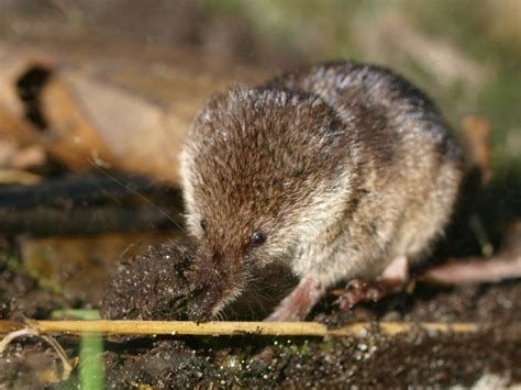 Common Shrew Sorex Araneus Linnaeus 1758