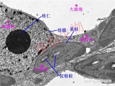 第十一期：透射电镜下的叶片 知乎