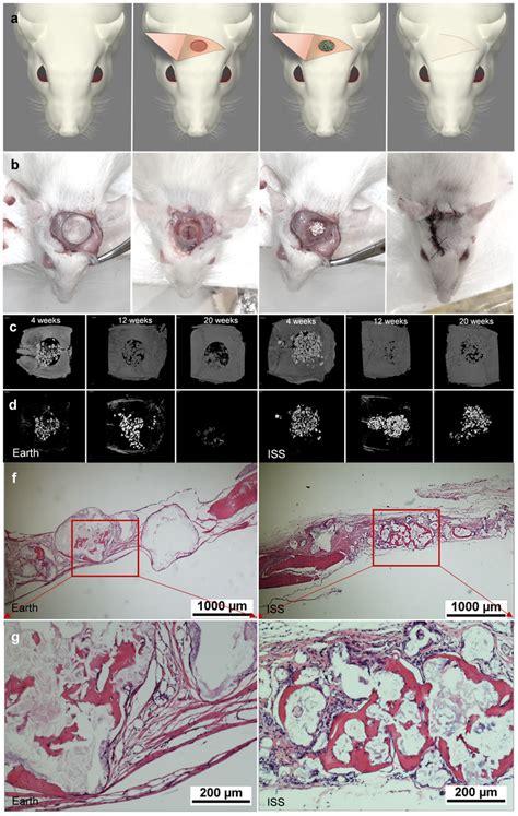 The Scheme For Creating Of Parietal Bone Defect Of The Rat Skull A