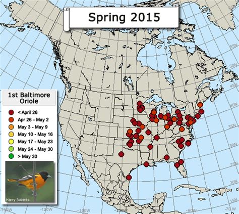 Oriole Migration Mandyscharms