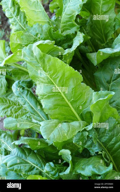 Types Of Edible Grass