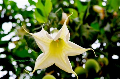 Flor De Floripondio Brugmansia Arborea El Floripondio Tr Flickr
