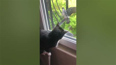 Парад голубей для Киттен Youtube