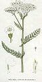 Categoryachillea Millefolium Botanical Illustrations Wikimedia Commons
