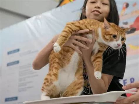 मॉल में हुई सबसे तगड़ी बिल्ली कौन प्रतियोगिता वजनदार को मिला शानदार अवार्ड हिस्सा लेने आई