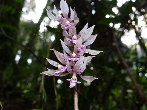 Cremastra Appendiculata · Inaturalist