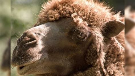 ಒಂಟೆಯ ಕಣ್ಣೀರಿಗೆ ಇದೆ ಲಕ್ಷ ಲಕ್ಷ ಬೆಲೆ ಮನುಷ್ಯರನ್ನು ಬದುಕಿಸುವ ಶಕ್ತಿಯುಳ್ಳ ಇದರ ವಿಶೇಷತೆಯೇನು ಗೊತ್ತಾ