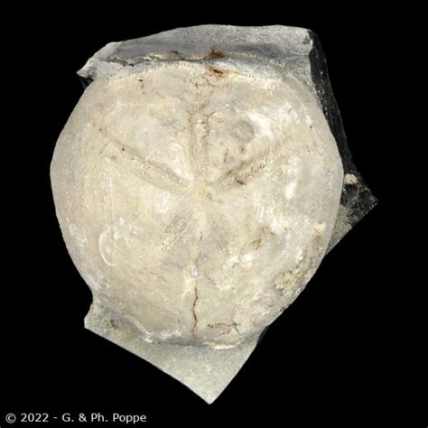 Micraster Leskei † Echinology