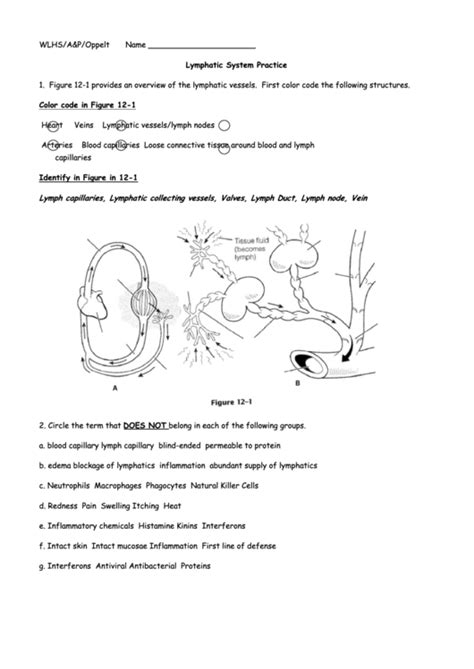 Lymphatic System Practice Worksheet Template Printable Pdf Download
