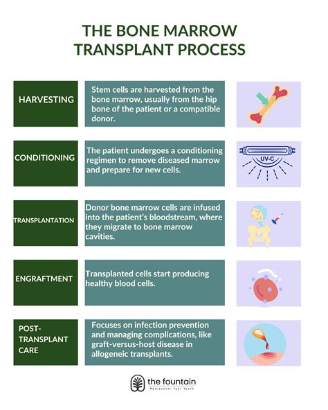 Stem Cell Vs Bone Marrow Transplant Which Is More Effective The