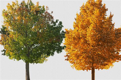 100 Autumn Trees Isolated PNG Transparent Digital Tree Overlays