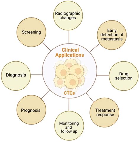 Schematic Representation Of Potential Clinical Applications Of Ctcs In Download Scientific
