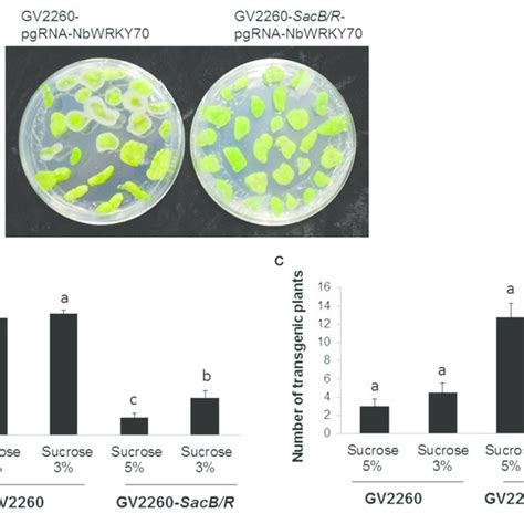Pdf Sacb Sacr Gene Cassette As The Negative Selection Marker To