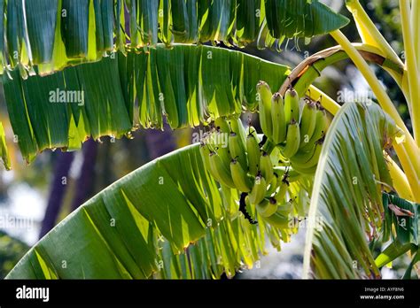 Banana Tree And Fruit In Southern India Stock Photo Alamy