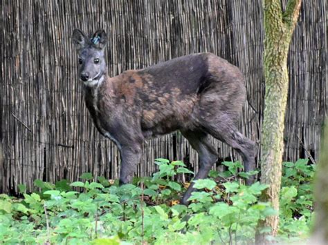 Musk Deer