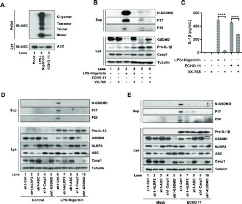 Echo 11 Infection Induces Pyroptosis Through The Activation Of