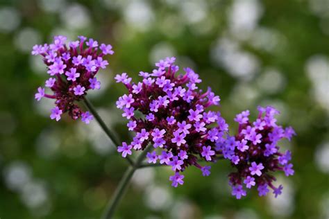 Naturally Purple Things Elegance And Magic In Nature