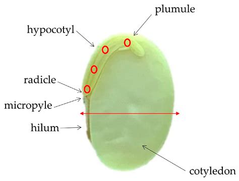soybean seed structure