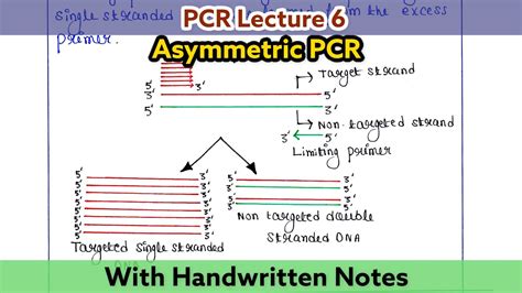 Asymmetric PCR | Types of PCR | PCR lecture series - YouTube