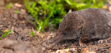 Eurasian Pygmy Shrew Sorex Minutus Factsheet
