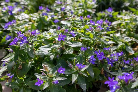 Zavirite U čarobni Svijet Proljeća U Rasadniku Prud Rasadnik Prud