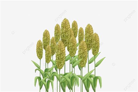 수수 농작물 거친 곡물 통 곡물 Png 일러스트 및 Psd 이미지 무료 다운로드 Pngtree