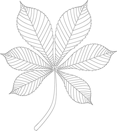 Premium Vector Palmate Leaf Vector Icon Black And White