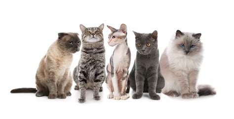 How Many Different Cat Breeds Are There Ultimate Guide Cats