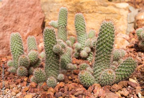 Beautiful Cactus With Phallic Shape In Rocky Garden Stock Photo Adobe Stock