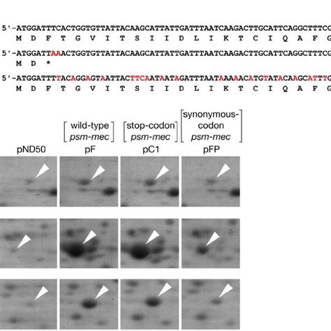 Typing Of Sccmec Of Mrsa Clinical Isolates Download Table