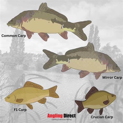 Fish Species And Types Of Fish Ultimate Guide For Anglers