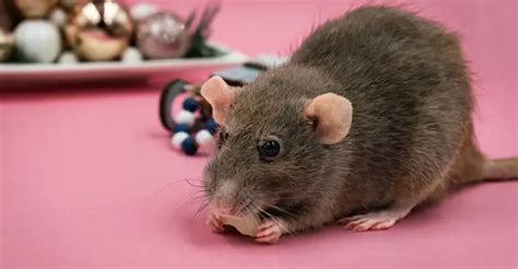 Can T Sleep Because Of Mouse In Bedroom Here Are Some Solutions