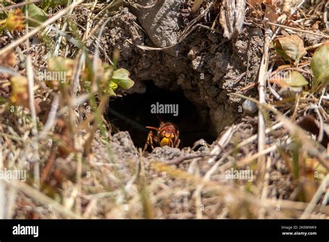 Wasp Nest Underground Uk