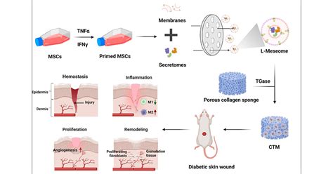 Porous Collagen Sponge Loaded With Large Efficacy Potentiated Exosome Mimicking Nanovesicles For