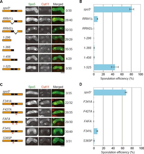 Rna Recognition Motifs Are Essential For The Localization And Function Download Scientific
