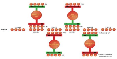 Reverse Complementary And Reversible Trna Adaptors That Read A Codon Download Scientific