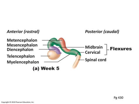 Ppt The Neural Plate Forms From Surface Ectoderm Powerpoint Presentation Id 584876