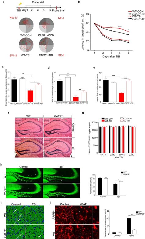 Effects Of Paf R Ko On Mwm Performance In Pafr −− Mice A Mwm Download Scientific Diagram