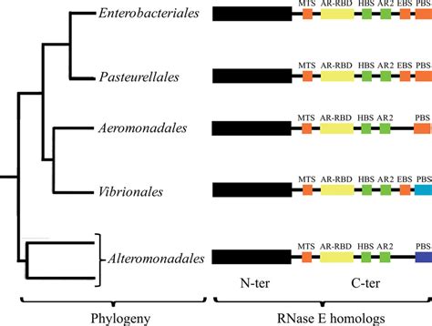Primary Structure Of Rnase E Homologs In The Enterobacteriales Download Scientific Diagram