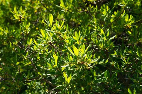 Wax Myrtle Trees For Sale Buying Growing Guide Trees Com