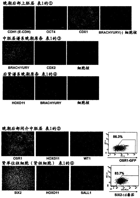 Mesodermal Cell Patented Technology Retrieval Search Results Eureka