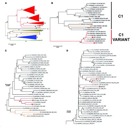 phylogenetic relationships of some identified ev a71 isolates