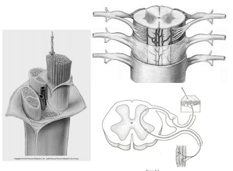 Spinal Reflexes Diagram Quizlet