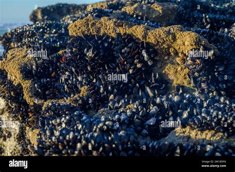 Colony Of Mussels Edible Bivalve Molluscs On Underwater Rocks Visible