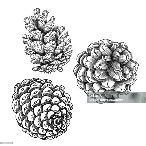 흰색 바탕에 소나무 콘을 그리기 스케치의 집합입니다 크리스마스의 컬렉션 전나무 콘 그려 다양 한 나무 삼목 전나무 국립공원이 낙